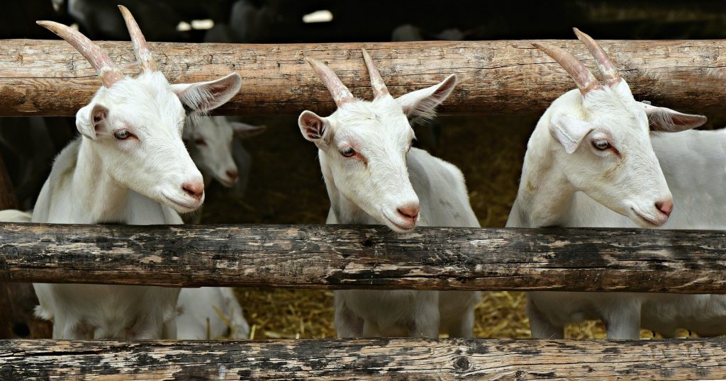 Producteur fermier lait et fromage de chèvre à Parthenay